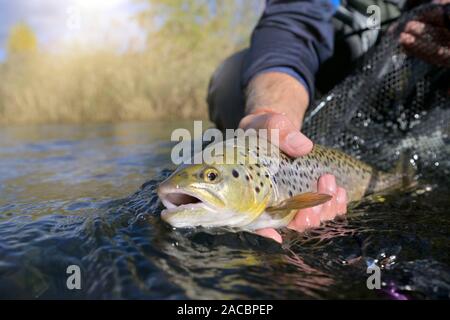 taking a big brown trout in the fly Stock Photo - Alamy
