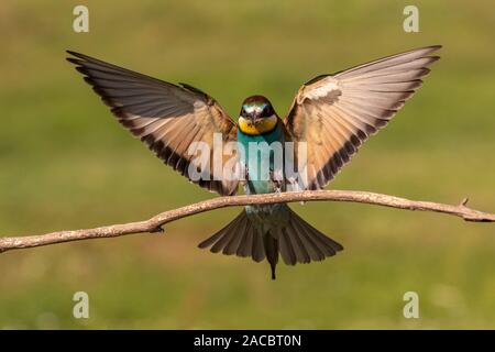Bee-eater (Merops apiaster) flying, Rhineland-Palatinate, Germany Stock ...