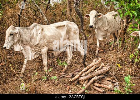 White Fulani cattle Stock Photo - Alamy