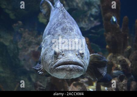 Large gray fish swimming in the tank Stock Photo - Alamy