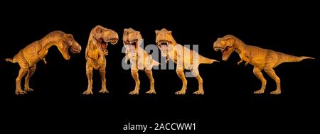 Tyrannosaurus Rex dinosaur, full body photo-realistic representation ...