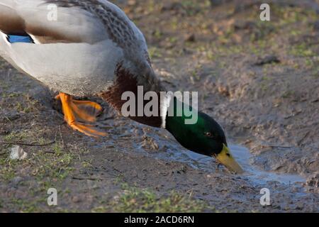 Male mallard duck drinking from a water feature at RHS Wisley gardens ...