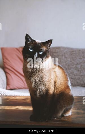 Cat sitting on a table in an outdoor area Stock Photo - Alamy