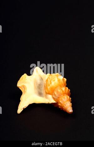 Pelican's foot shell Stock Photo - Alamy