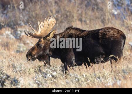 A bull moose on the prairie of North Dakota Stock Photo - Alamy