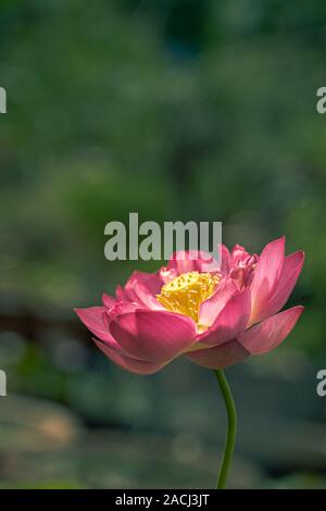 Closeup shot of a beautiful pink lotus surrounded by leaves Stock Photo ...