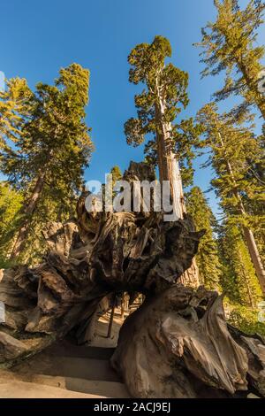 A fallen and hollow giant redwood tree at Grant Grove in the Sequoia ...