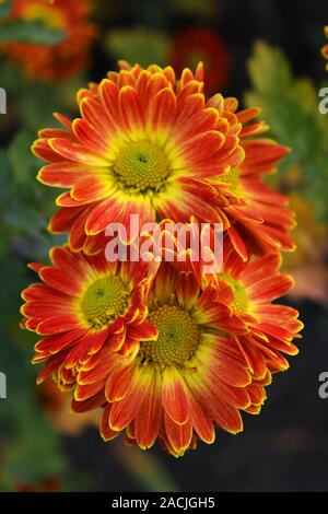 Charming, bright and colorful perennial bouquets of street flowers ...