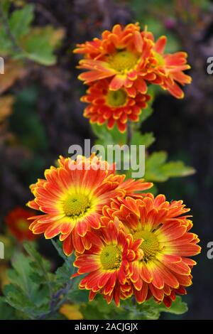 Charming, bright and colorful perennial bouquets of street flowers ...