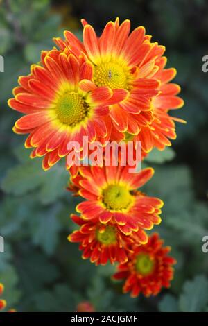 Charming, bright and colorful perennial bouquets of street flowers ...
