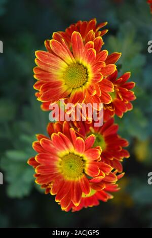 Charming, bright and colorful perennial bouquets of street flowers ...