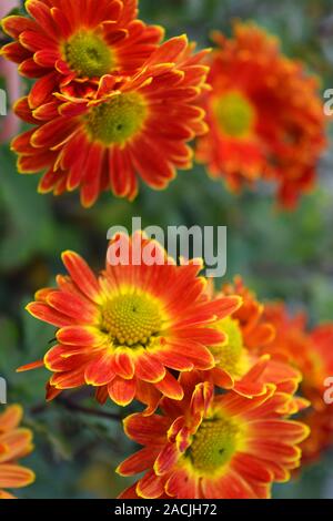 Charming, bright and colorful perennial bouquets of street flowers ...