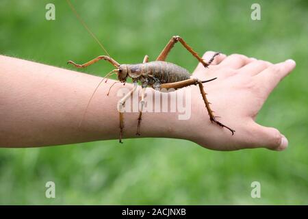 Giant Weta