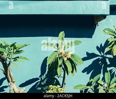 Tropical pop blue plant leaves on pink background. Minimal nature ...