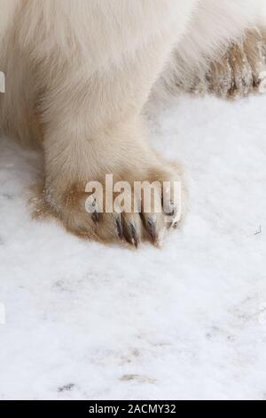 THE POLAR BEAR KING Stock Photo - Alamy