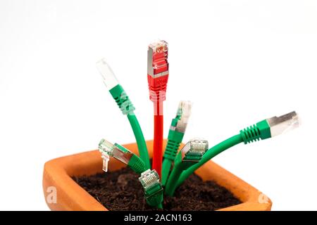 Network cable in flower pot Stock Photo - Alamy