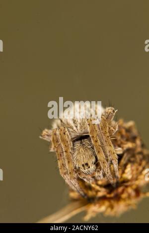 spider on attack position Stock Photo - Alamy