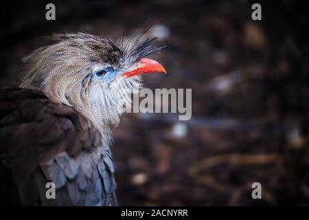 Image of the head of a red-legged seriema Stock Photo - Alamy