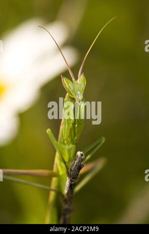 European dwarf mantis (Ameles spallanzania Stock Photo - Alamy