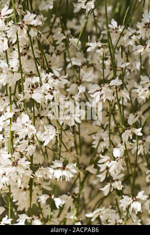 White broom (Retama monosperma Stock Photo - Alamy