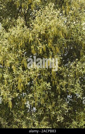 Mediterranean Oak tree or Quercus ilex at Villa Balbianello gardens ...