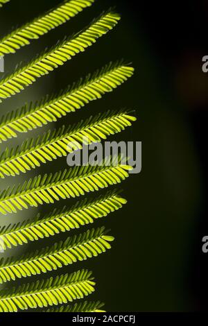 beautiful leaf lines Stock Photo - Alamy