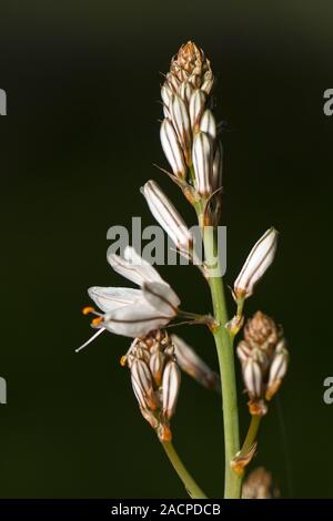 Common asphodel flower Stock Photo - Alamy