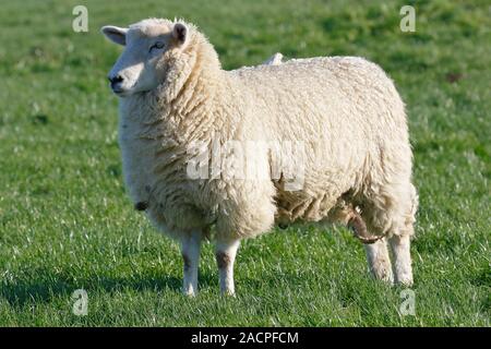 Domestic sheep (Ovis gmelini aries) on the North Sea dyke, Schleswig ...
