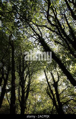 Tall trees under a bright sky with lush green foliage climbing the ...