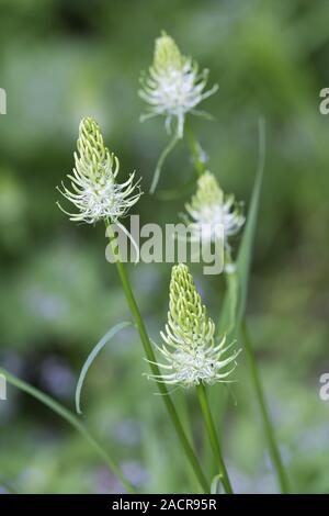 Spiked rampion (Phyteuma spicatum), Spiky Rapunzel, Germany Stock Photo ...
