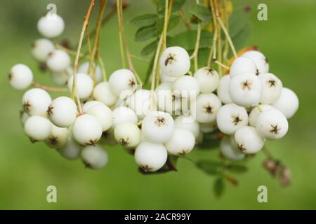 'Sorbus eburnea' rowan tree displaying large clusters of white berries ...
