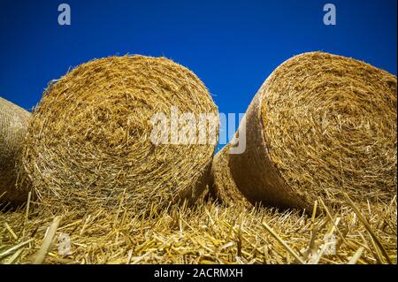 Grain bales from straw Stock Photo - Alamy