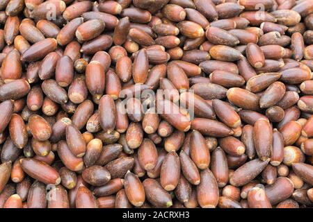 Argan nuts in Morocco, background Stock Photo - Alamy