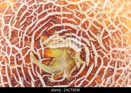 Melon skin texture close up. Summer background. Bright blue background ...