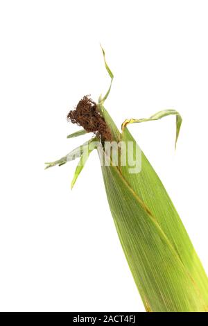 Fresh yellow ear of corn with green leaves isolated on white background ...