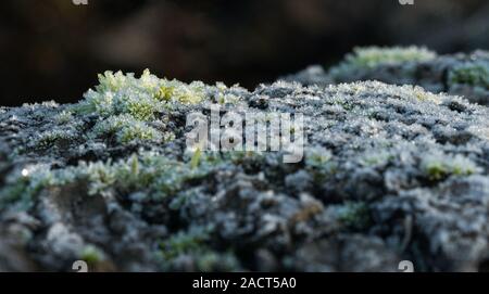 Frost growing on fallen trees Stock Photo - Alamy