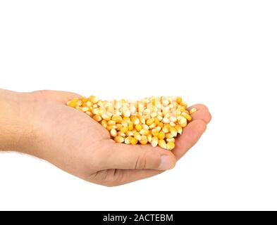 Hands holds heap of corn grain Stock Photo - Alamy