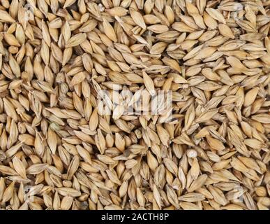 Barley husk, close-up Stock Photo - Alamy