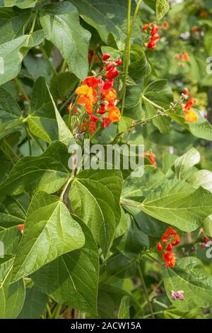 Fire bean flower; Fire bean; Phaseolus coccineus Stock Photo - Alamy