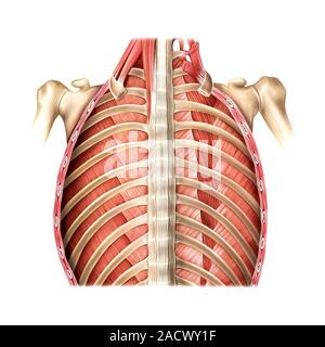 Muscles Of Anterior Thoracic Wall Photograph By Asklepios Acute