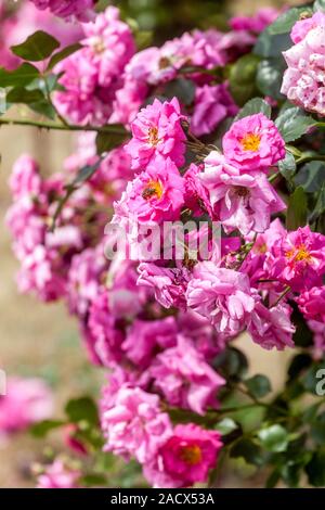 Rosa 'Chaplin's Pink Climber', pink climbing rose, fan shaped trellice ...
