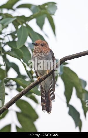 Grey-bellied Cuckoo (Cacomantis passerinus Stock Photo - Alamy