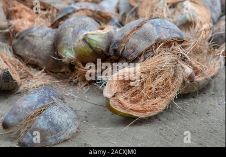 Coconut husk / Coir is the fibrous husk and pithy dust that makes up ...