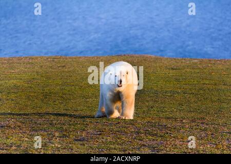 Unique picture: polar bear - sympagic species - on land in polar day ...
