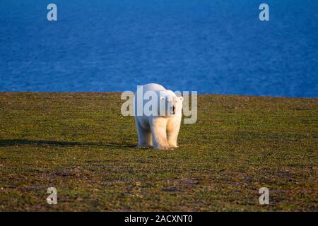 Unique picture: polar bear - sympagic species - on land in polar day ...