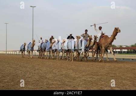Camel training at AL Marmoom Camel Race track, Dubai, UAE Stock Photo ...