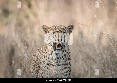 A leopard in the grass in Kruger National Park, South Africa Stock ...