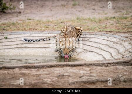 Drinking Leopard in the Kruger National Park, South Africa Stock Photo ...