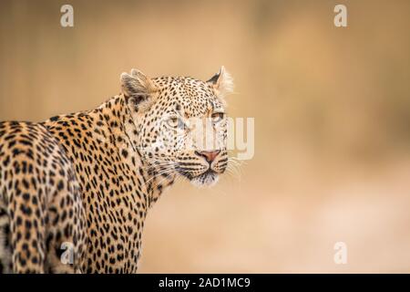 A Leopard looking back in the Kruger National Park, South Africa Stock ...