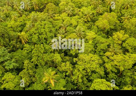 Birds eye view of tropical rainforest deforestation. An earth mover ...